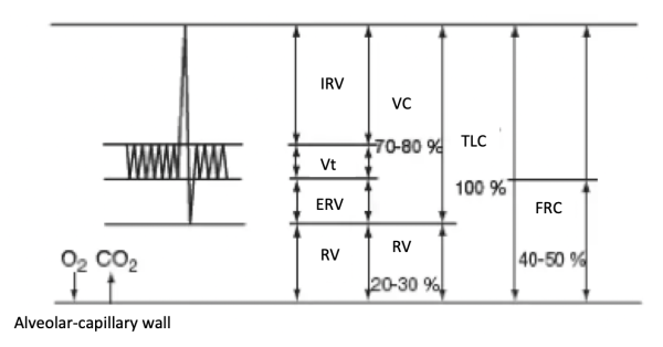 Respiratory function testing (RFT) - elements of interpretation ...